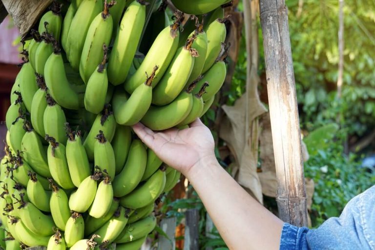 How To Grow A Banana Tree From A Banana