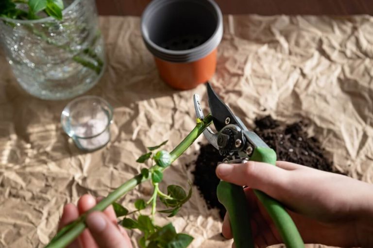 How To Plant Roses Without The Roots