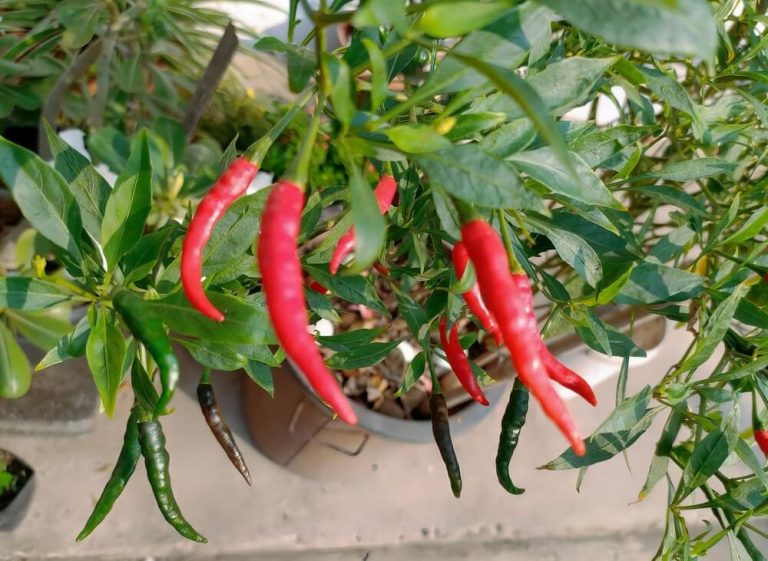 How To Grow Chili Peppers In Pots