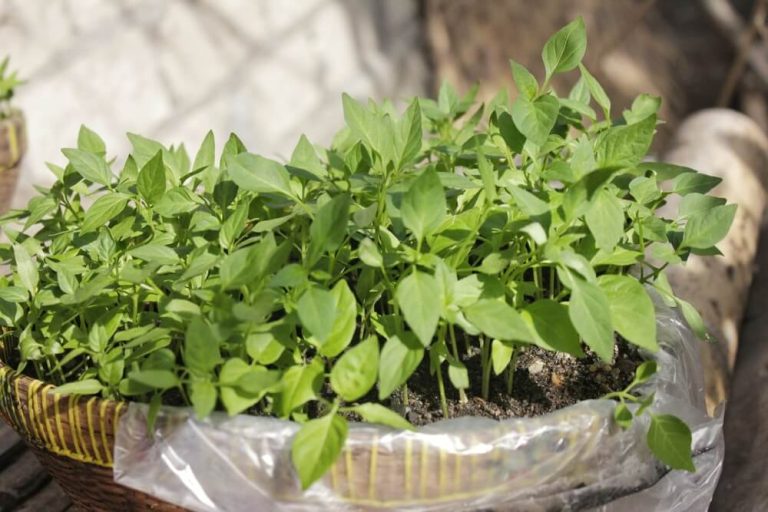 How To Grow Chili Peppers In Pots