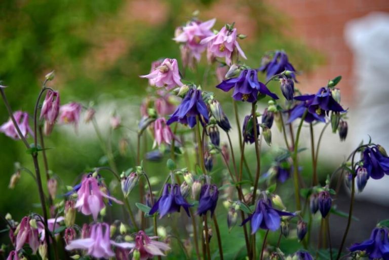 How To Grow Columbines (A Comprehensive Guide)
