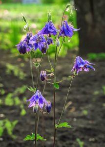How To Grow Columbines (A Comprehensive Guide)