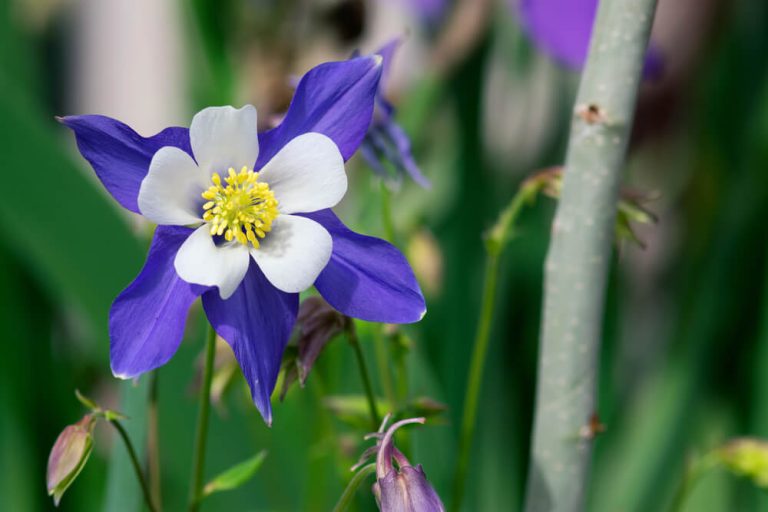 How To Grow Columbines (A Comprehensive Guide)
