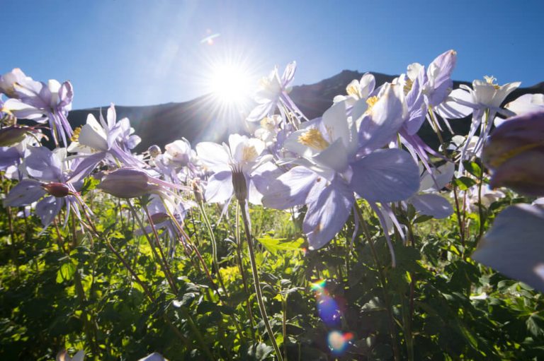 How To Grow Columbines (A Comprehensive Guide)