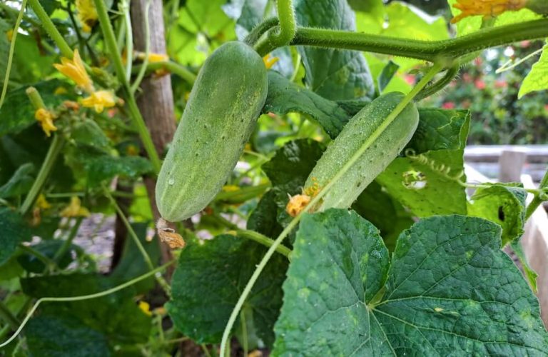 How To Cultivate Baby Cucumbers (A Handy Guide)