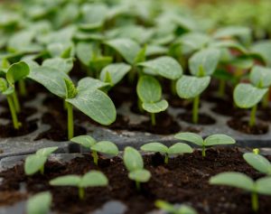 How To Cultivate Baby Cucumbers (A Handy Guide)