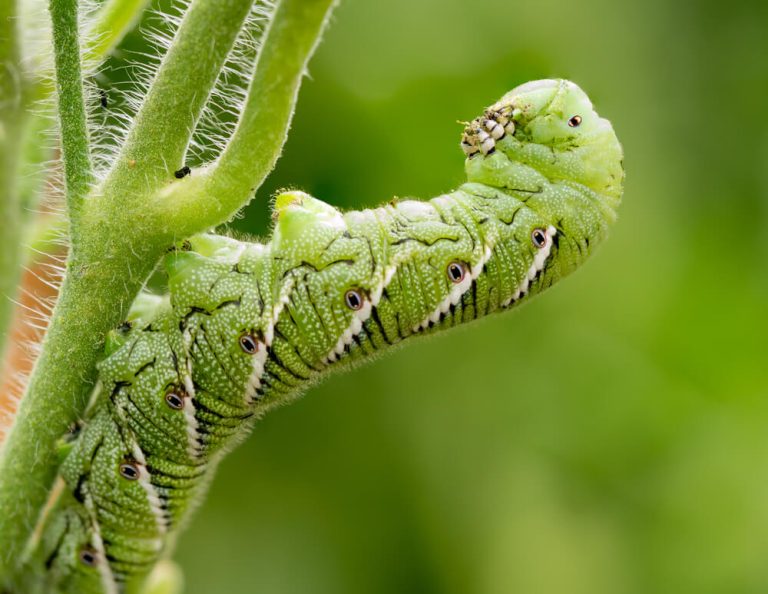 How To Identify And Get Rid Of Tomato Hornworms (Guide)