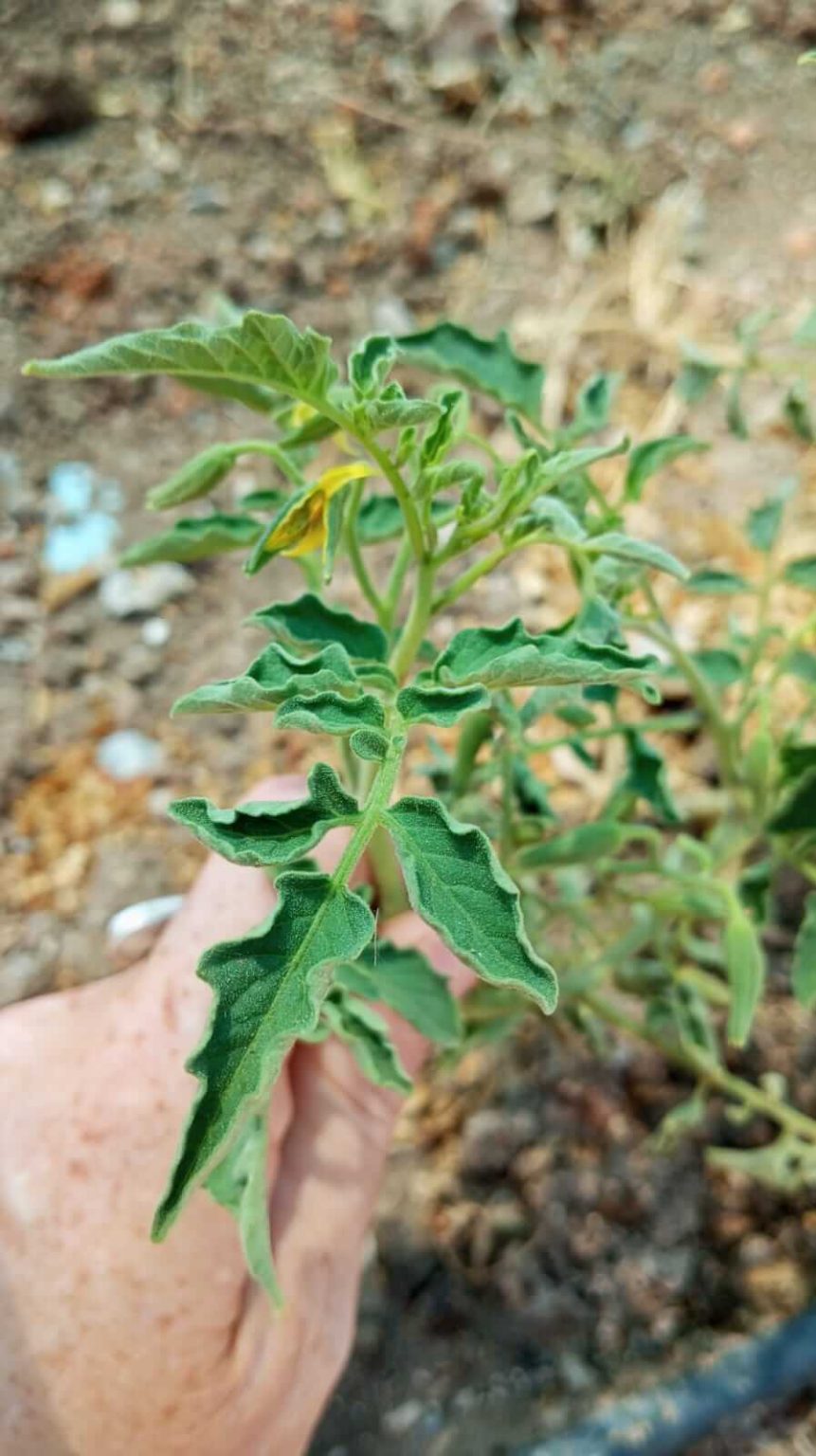 Why Are My Tomato Leaves Curling? (Explained)