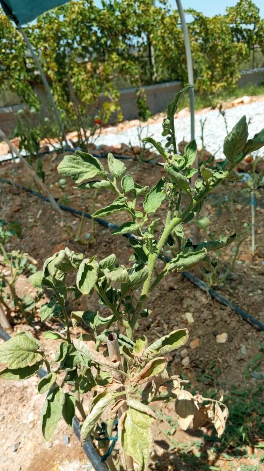 Why Are My Tomato Leaves Curling? (Explained)
