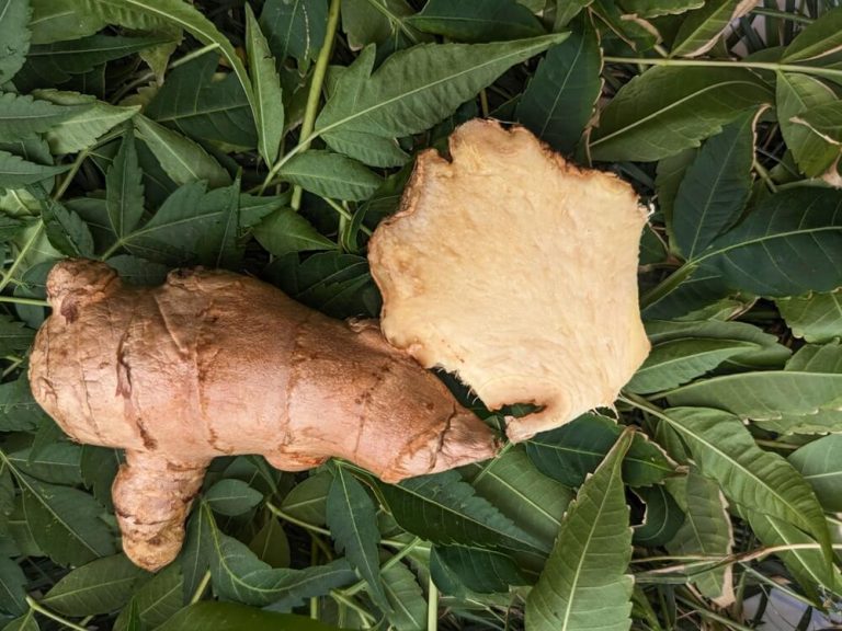 How To Grow Ginger (A Definitive Guide)