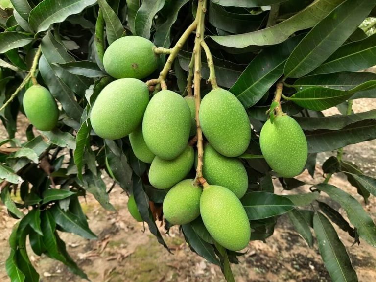 How To Grow Mangoes In Containers (A Handy Guide)