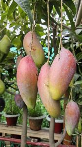 How To Grow Mangoes In Containers (A Handy Guide)