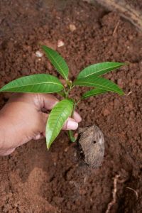 How To Grow Mangoes In Containers (A Handy Guide)