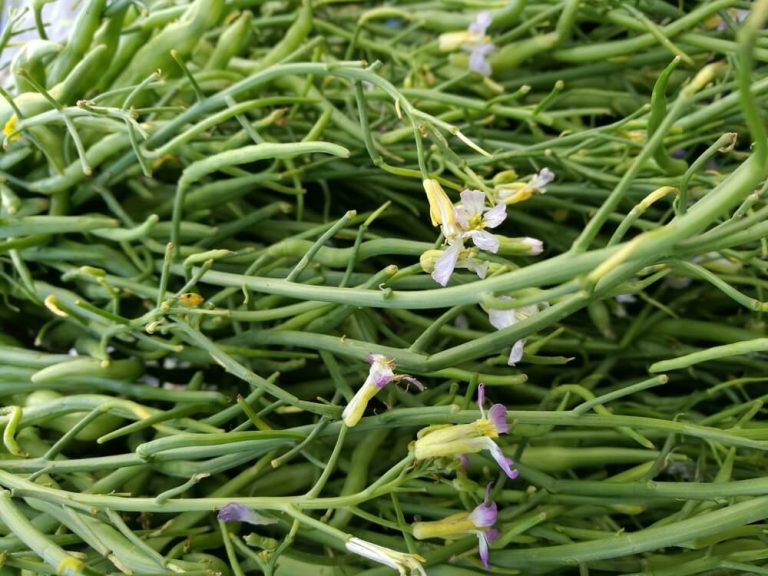 Radish Pod: Uses & Benefits (Let Your Radishes Go To Seed!)