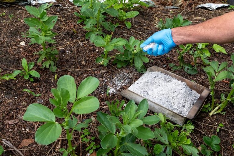 How To Use Wood Ash In The Garden (Complete Guide)